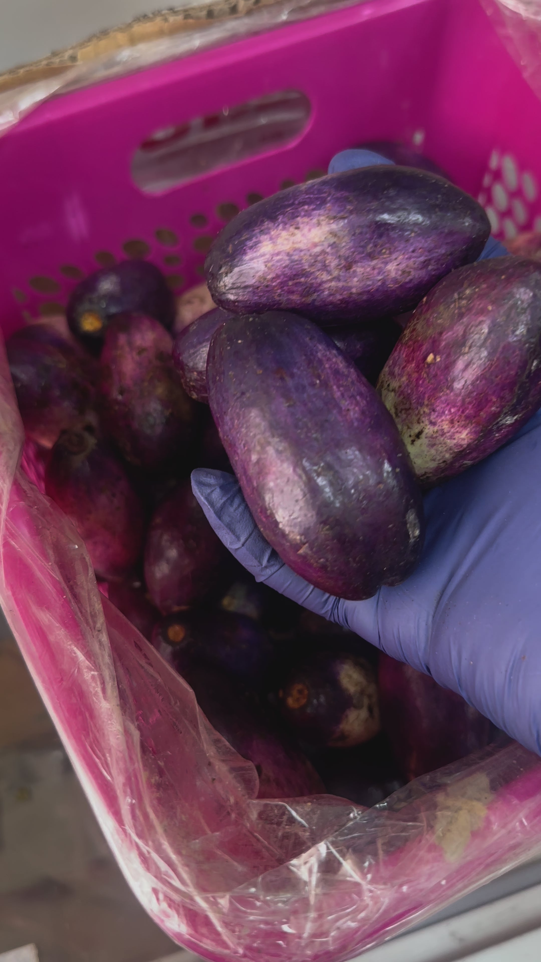 Fresh Ube (African Butter Pear) – Mama Ebo Food